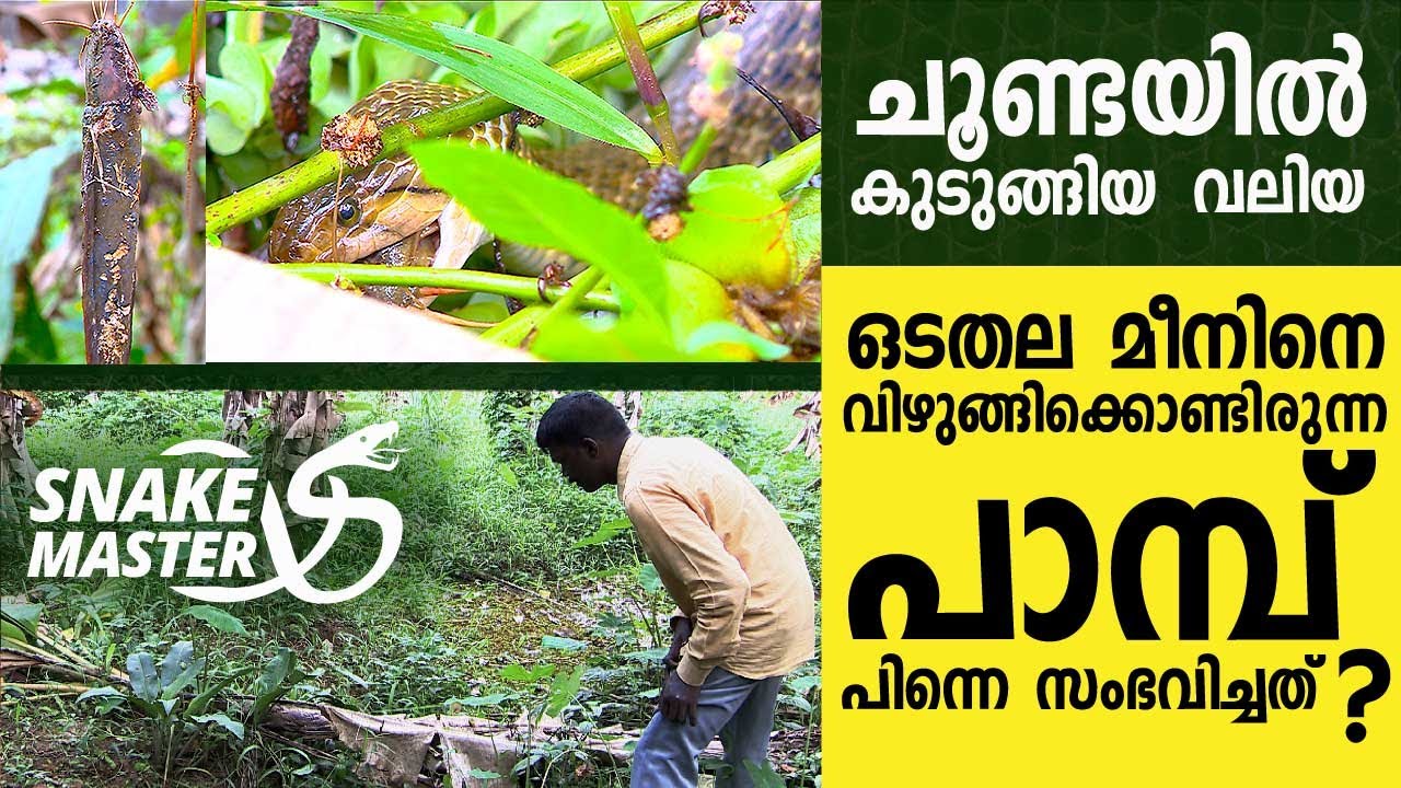 ചൂണ്ടയിൽ കുടുങ്ങിയ വലിയ ഒടതല മീനിനെ വിഴുങ്ങിക്കൊണ്ടിരുന്ന പാമ്പ്,പിന്നെസംഭവിച്ചത്?|Snakemaster ...
