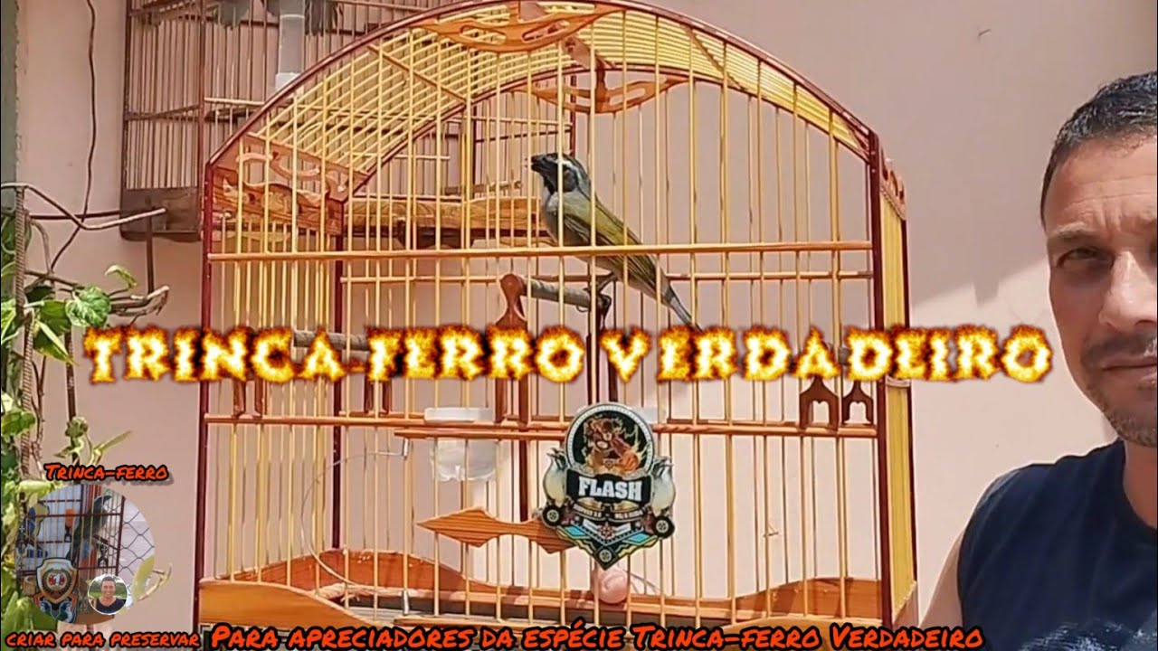 (15 cantos em 1 minuto) TRINCA-FERRO VERDADEIRO SALTATOR SIMILIS ...