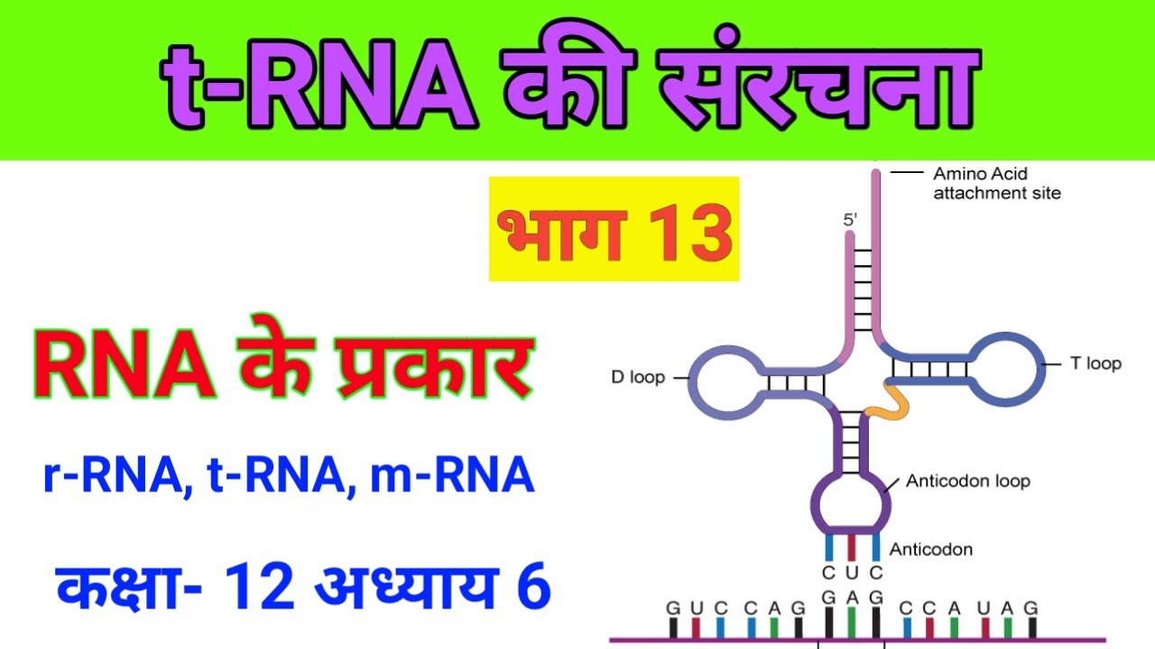 Types of RNA, Structure of t RNA (t-RNA की संरचना ) - YouTube