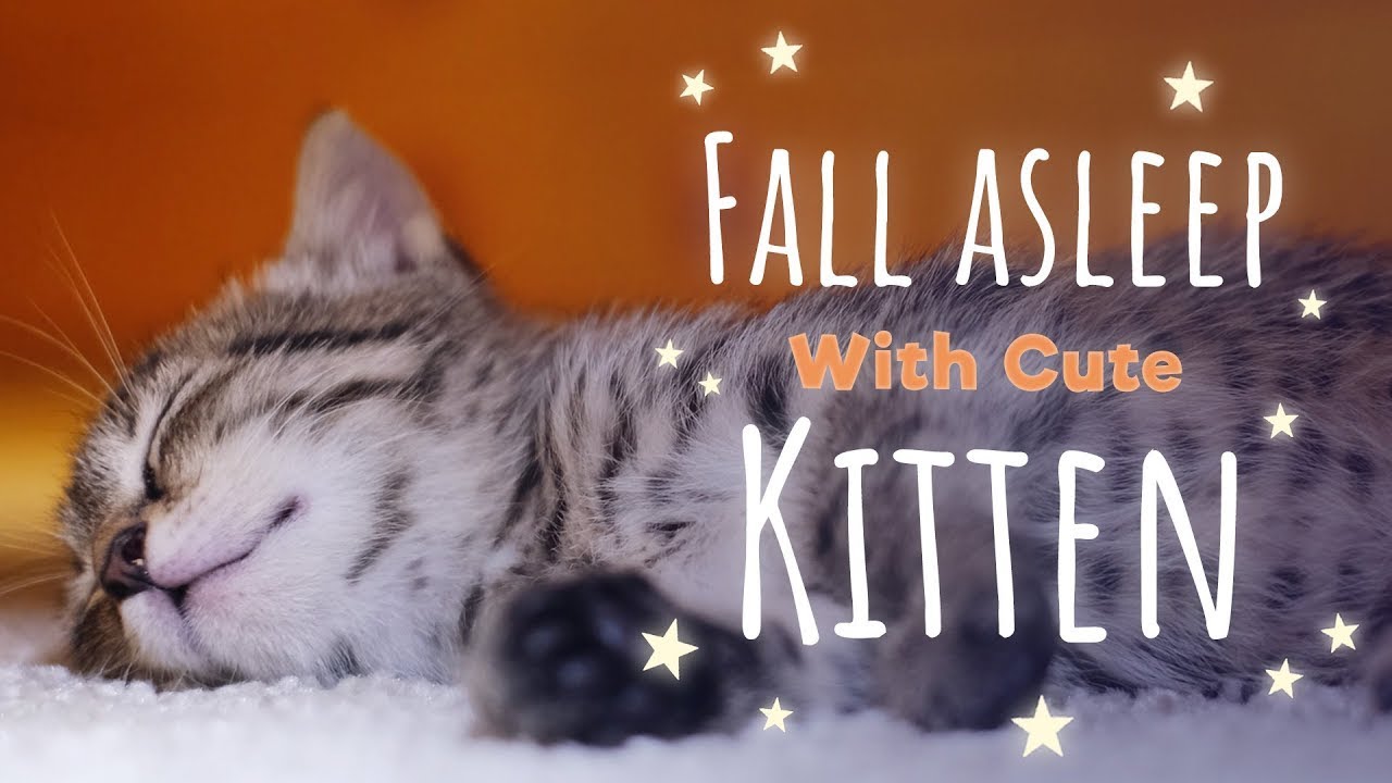 Fall Asleep With Cute Kitten - Relaxing Music For Children - sleep ...