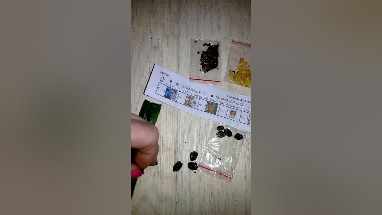 Шаг 1 замачиваем семена гортензии с Алиэкспресс синего цвета в ...