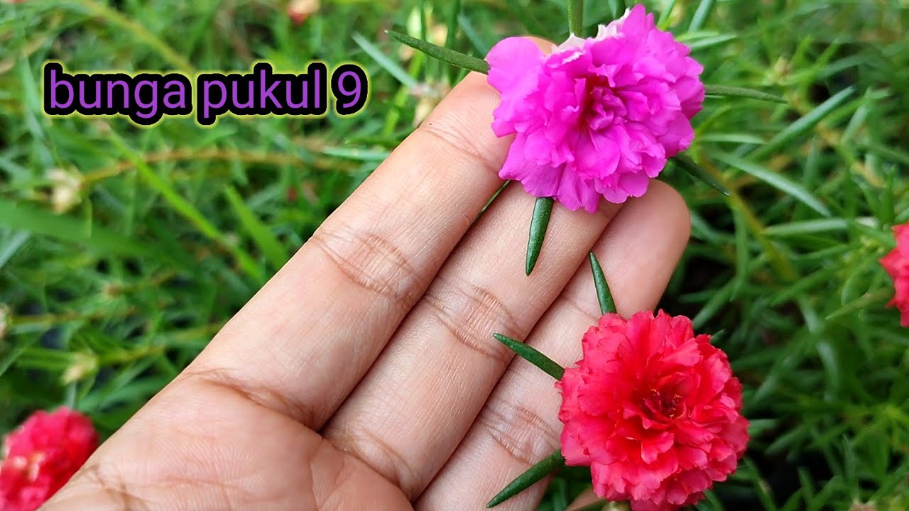 cara membudidayakan tanaman bunga pukul 9 #bungapukul9 - YouTube