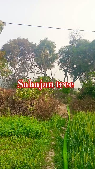 Sahajan ka tree - YouTube