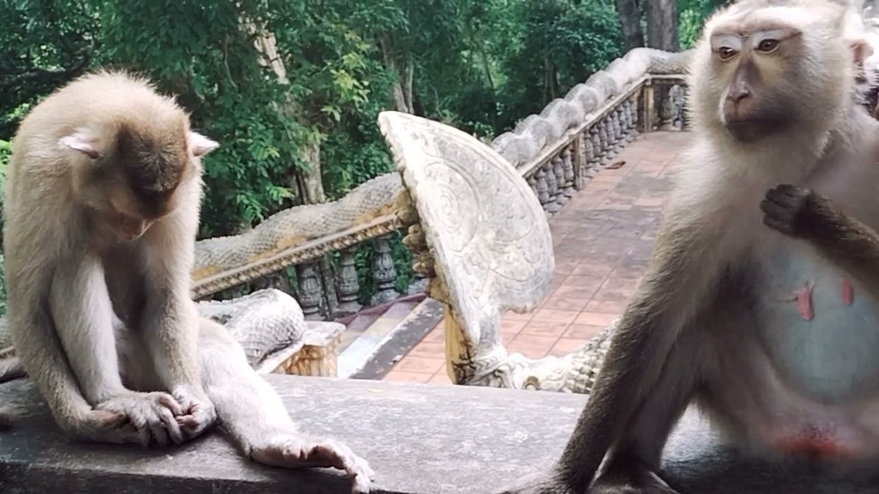 This Mum Monkey May Eat Poison Food! Look at Her ! - YouTube