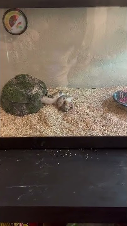 Feeding Ball Python #Rip Mr.Mice - YouTube