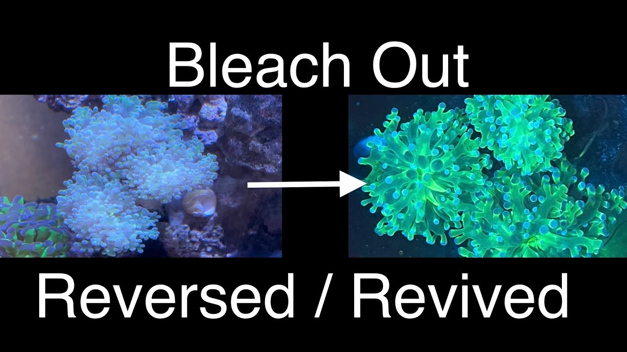 Reverse Coral Bleaching Reviving Color - Care & Time Lapse - Saltwater ...