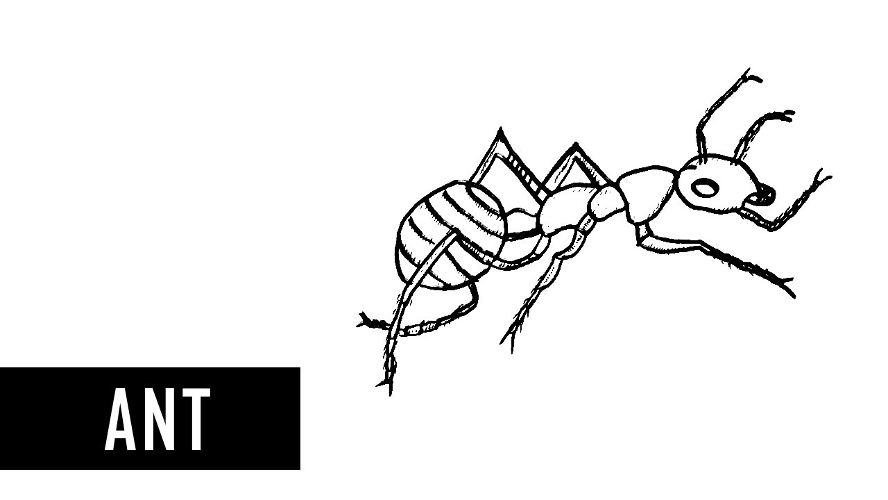 Ant Line Art - YouTube