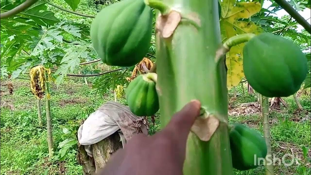 Pertes de fleurs chez les papayes, cause et solution - YouTube