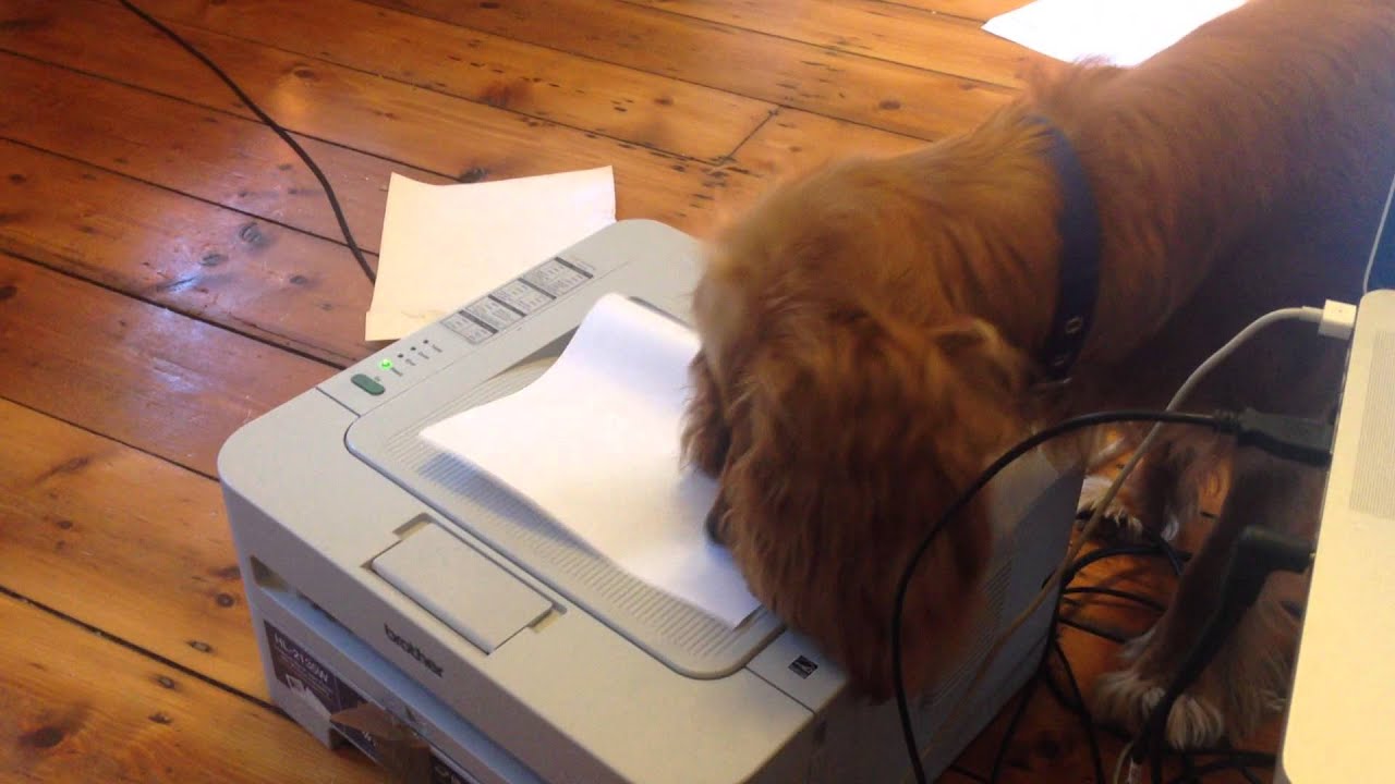 Cocker Spaniel Puppy - Retrieving Printer Documents - YouTube