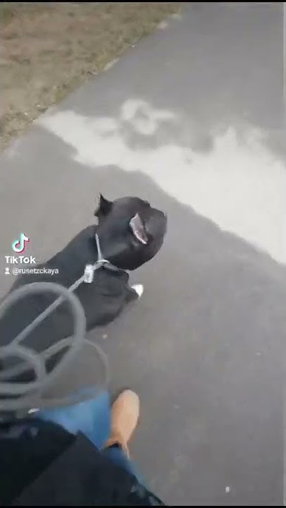 Собака тянет поводок и бежит вперёд во время прогулки. Результаты ...