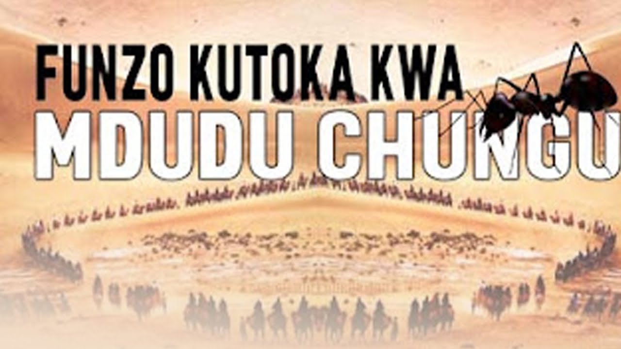 DR.SULLE:-HAYA NDIO MAAJABU YA MDUDU CHUNGU{SISIMIZI} NA SIFA ZAKE ...