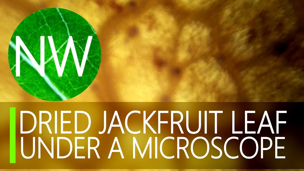 DRIED JACKFRUIT LEAF UNDER A MICROSCOPE, ART UNDER THE LENS - NANOWORLD - YouTube