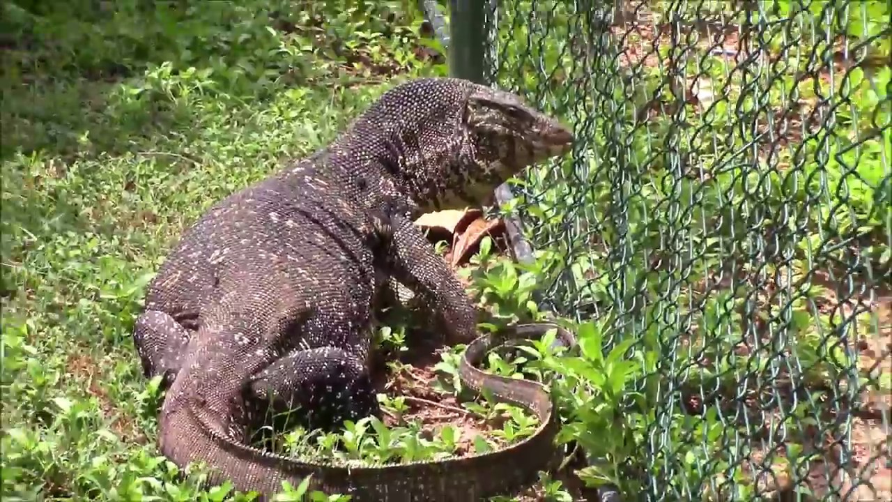 Gigantic Kabaragoya in Sri Lanka - YouTube