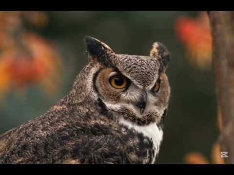 QUSHLAR QANDAY INLARDA YASHAYDILAR?