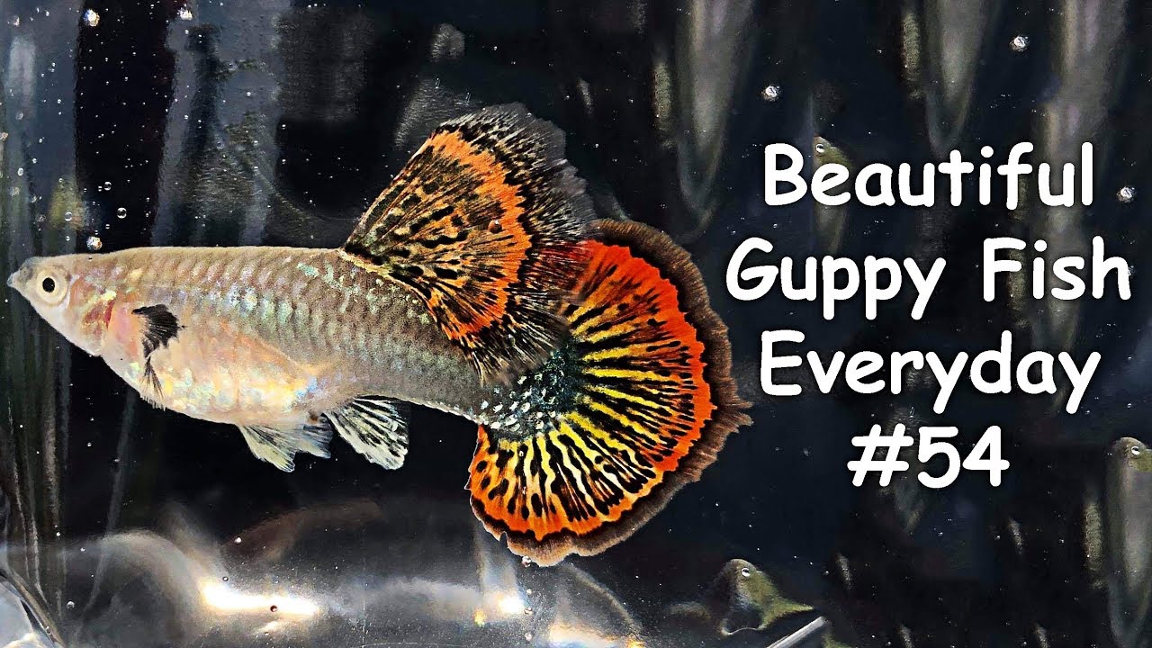 Guppy Channel - Why Is Beautiful Guppy Fish So Popular Right Now ? 54 ...