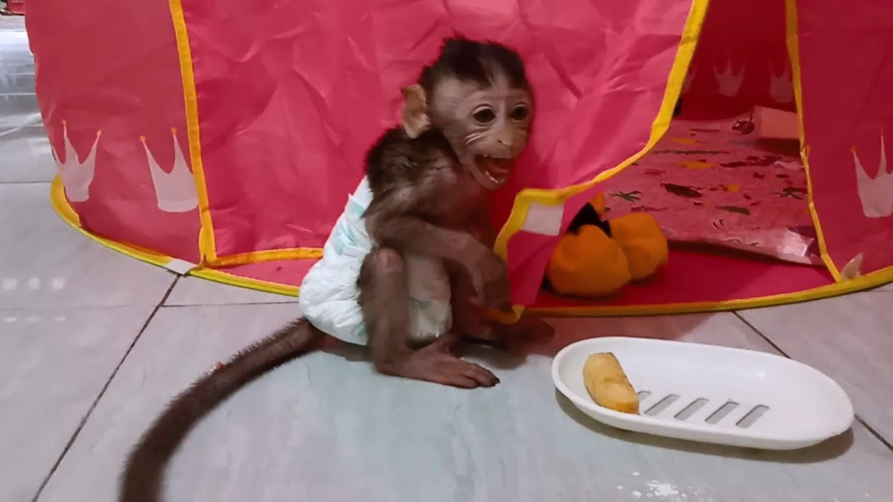 BABY MONKEY LUNA - YouTube