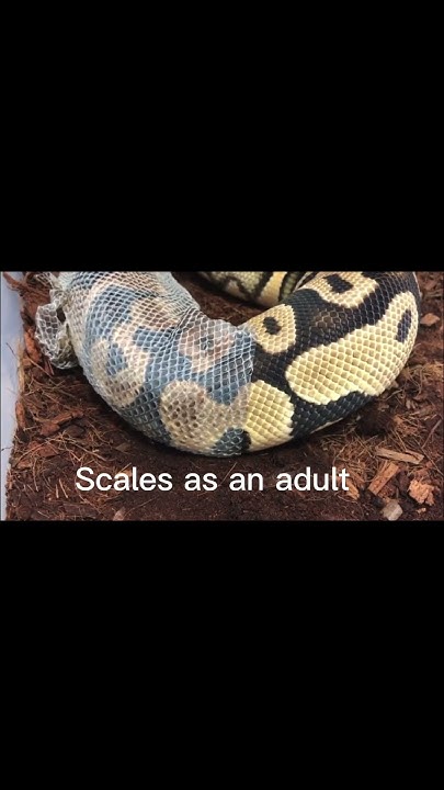 How often do ball pythons shed - YouTube