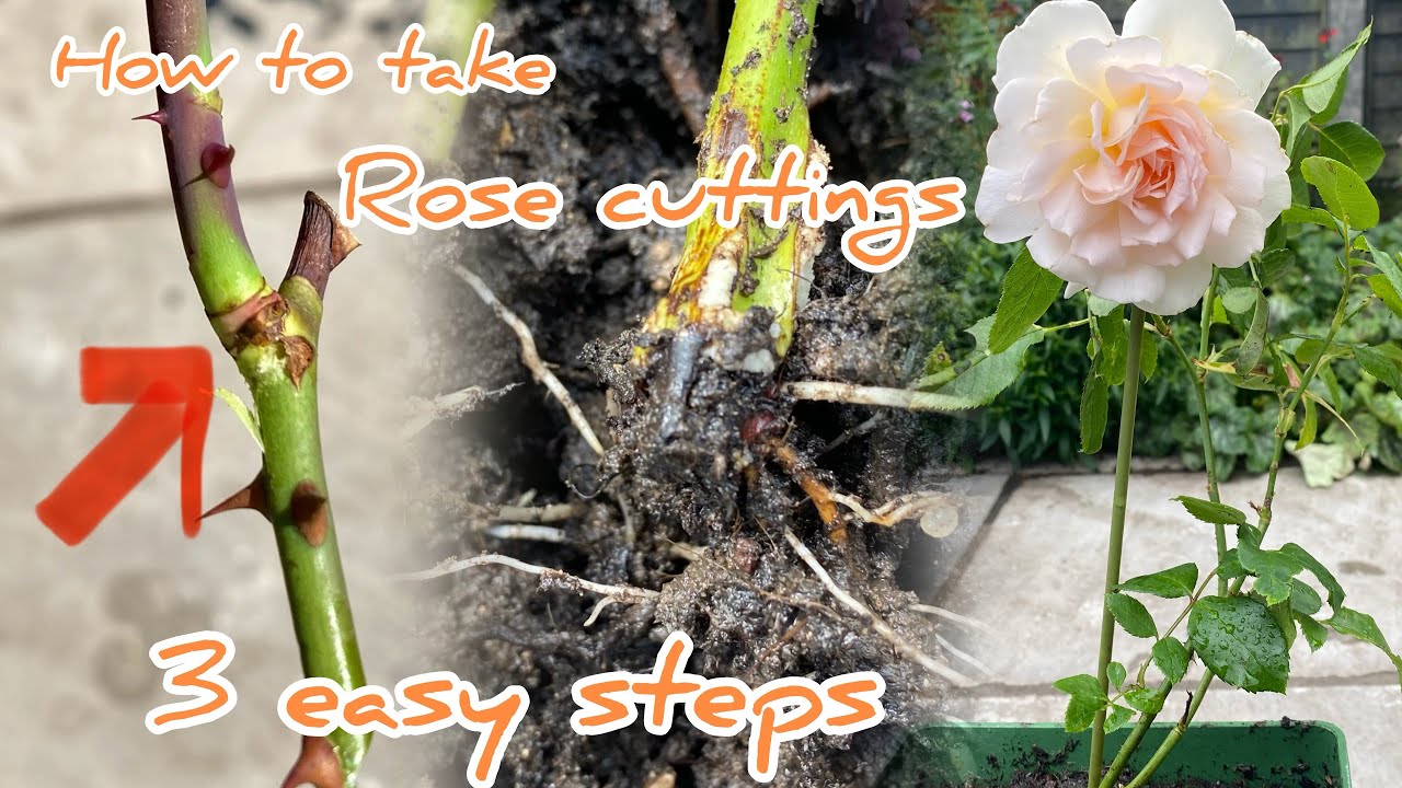 How to take rose cuttings | Rose Propagation | Simple tutorial | David ...