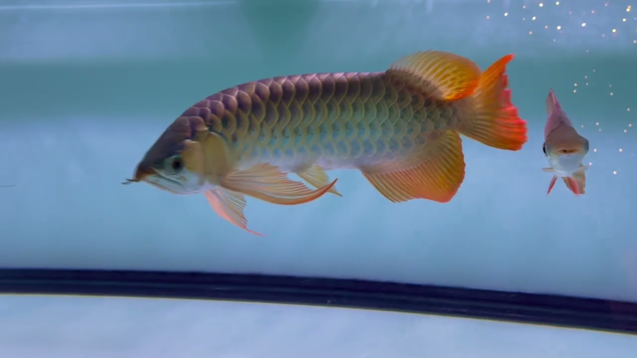 RDC Super Red Arowana - YouTube