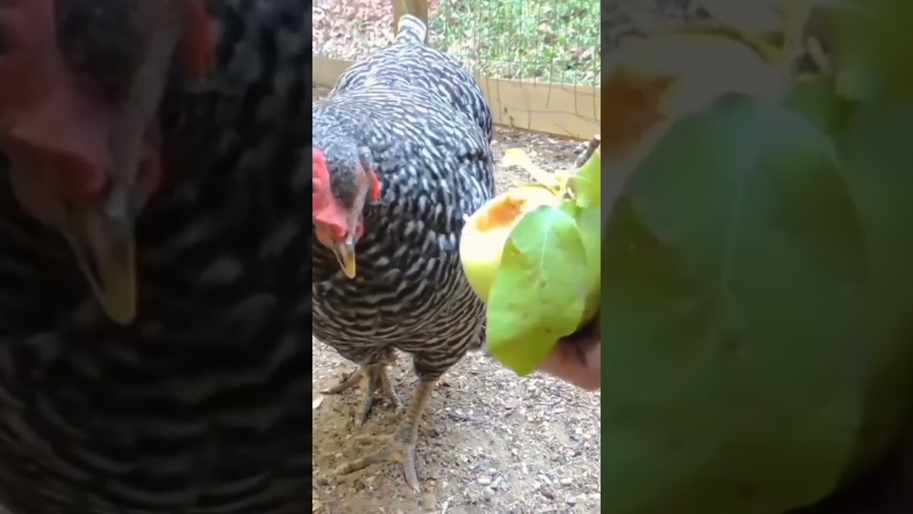 fighter chickens fights for its food 🐔 #viralshorts - YouTube