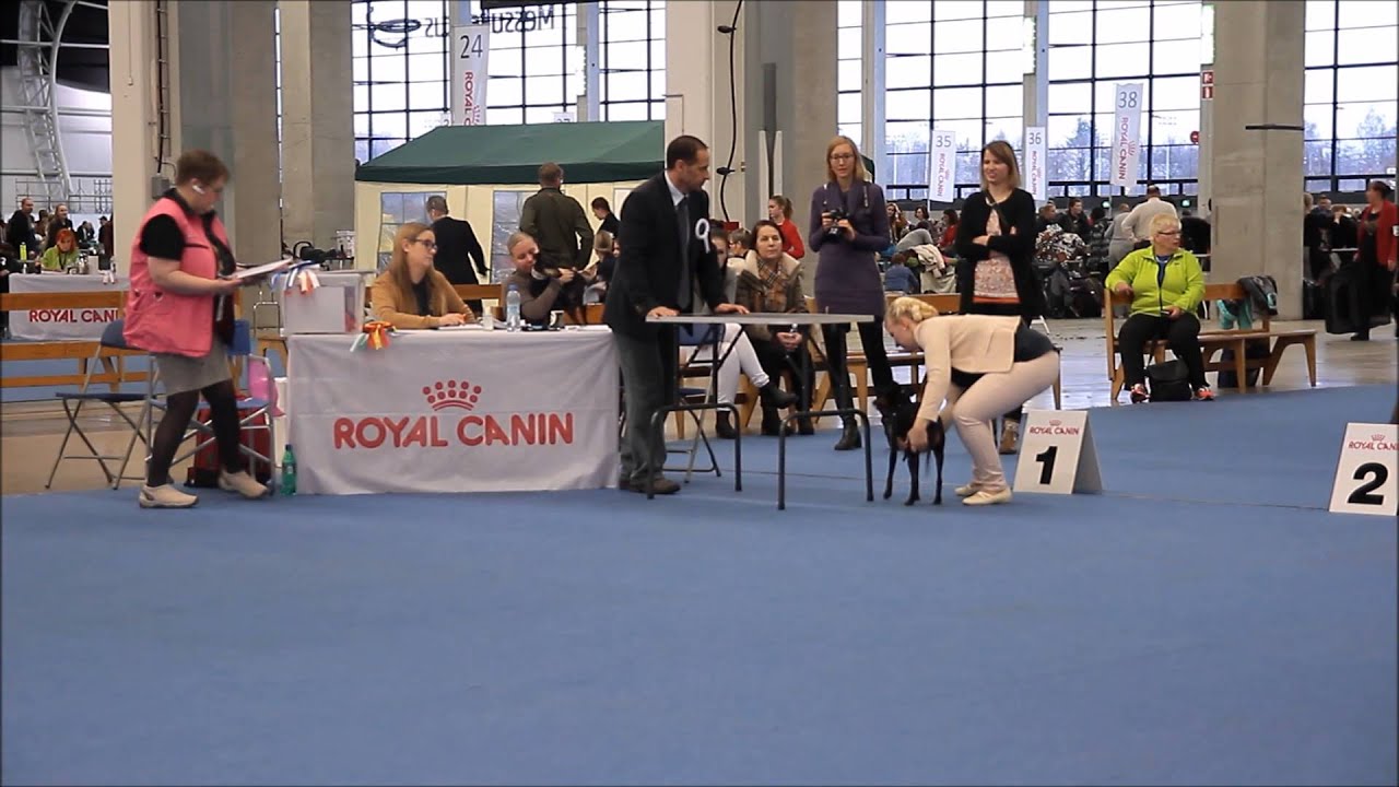 Winner Show @ Helsinki Manchester Terriers PART 2 - YouTube