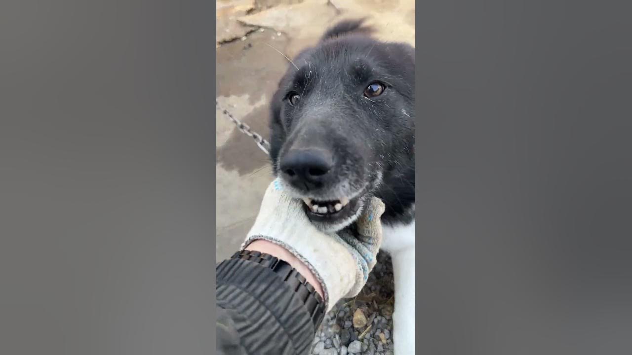 Алтайчик 🐾 - YouTube