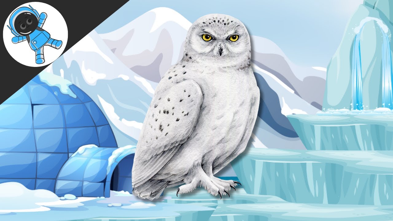 🦉 Snowy Owl Spectacle: Exploring the Magical World of Arctic Guardians ...