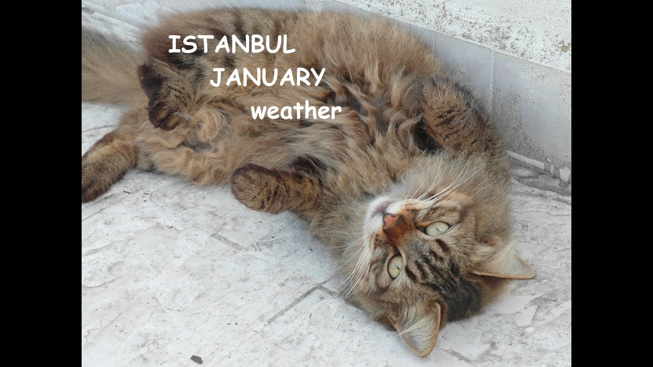 Погода в СТАМБУЛЕ ЯНВАРЬ / Istanbul's weather JANUARY - YouTube