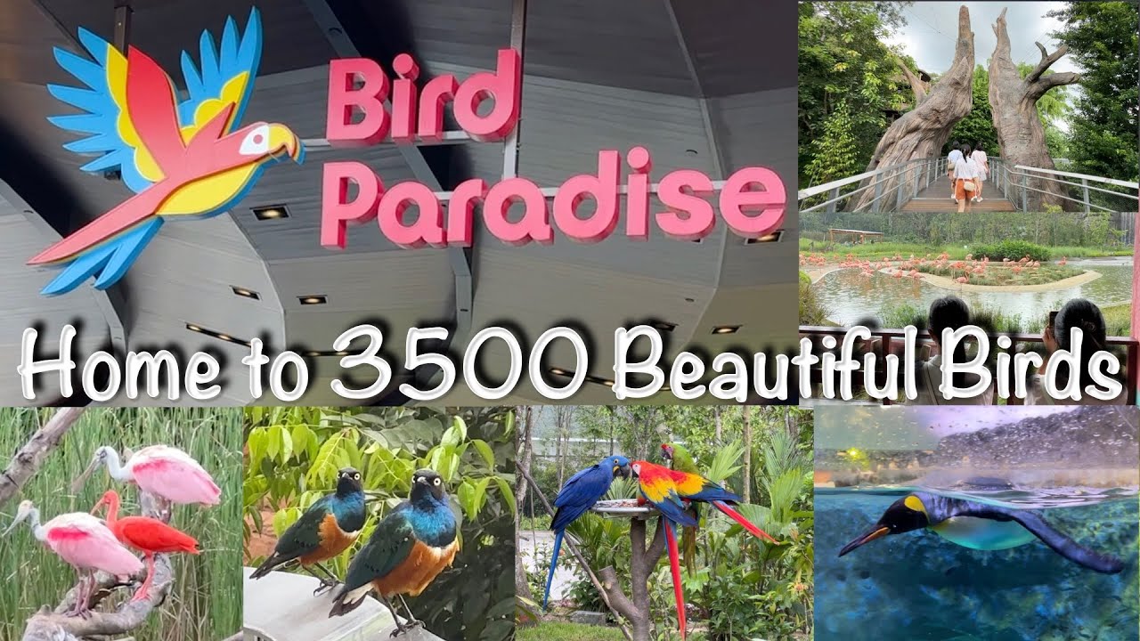 Bird Paradise Singapore - A Day In The Largest Bird Park In Asia - YouTube