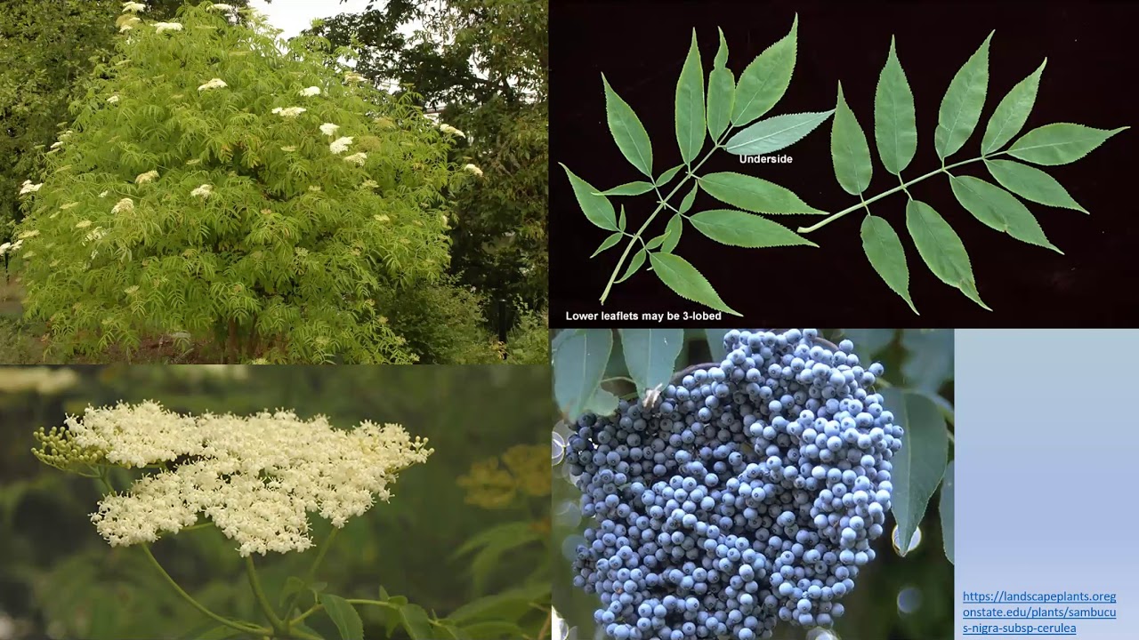 Conservation with Native Plants - YouTube