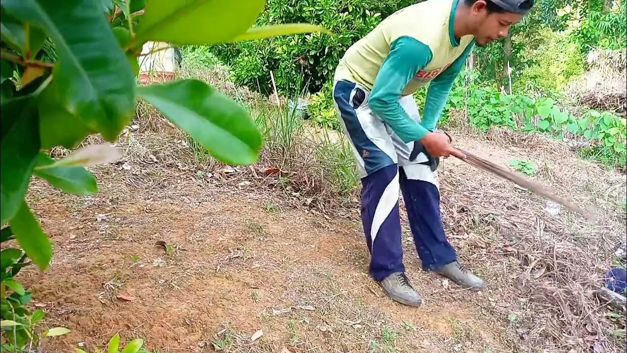 Cara Merawat Cengkeh Agar Tumbuh Subur @BangOne26 - YouTube