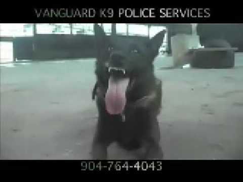 Vanguard K9 Malinois 2009 puppies - YouTube