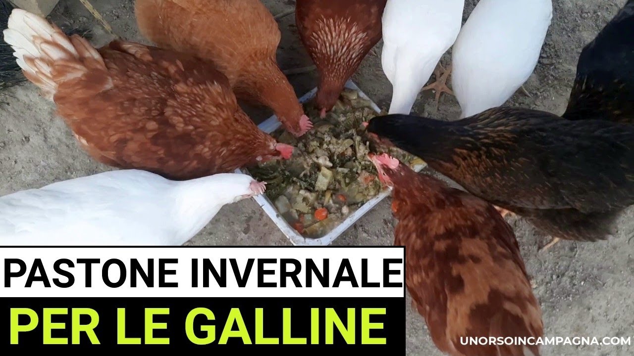 Pastone invernale per le galline: ricetta economica con gli scarti dell ...