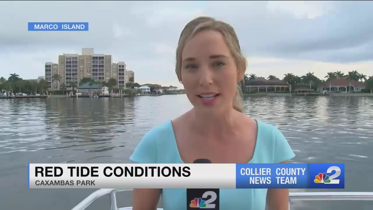 Hundreds of dead fish spotted in Marco Island waters high ...