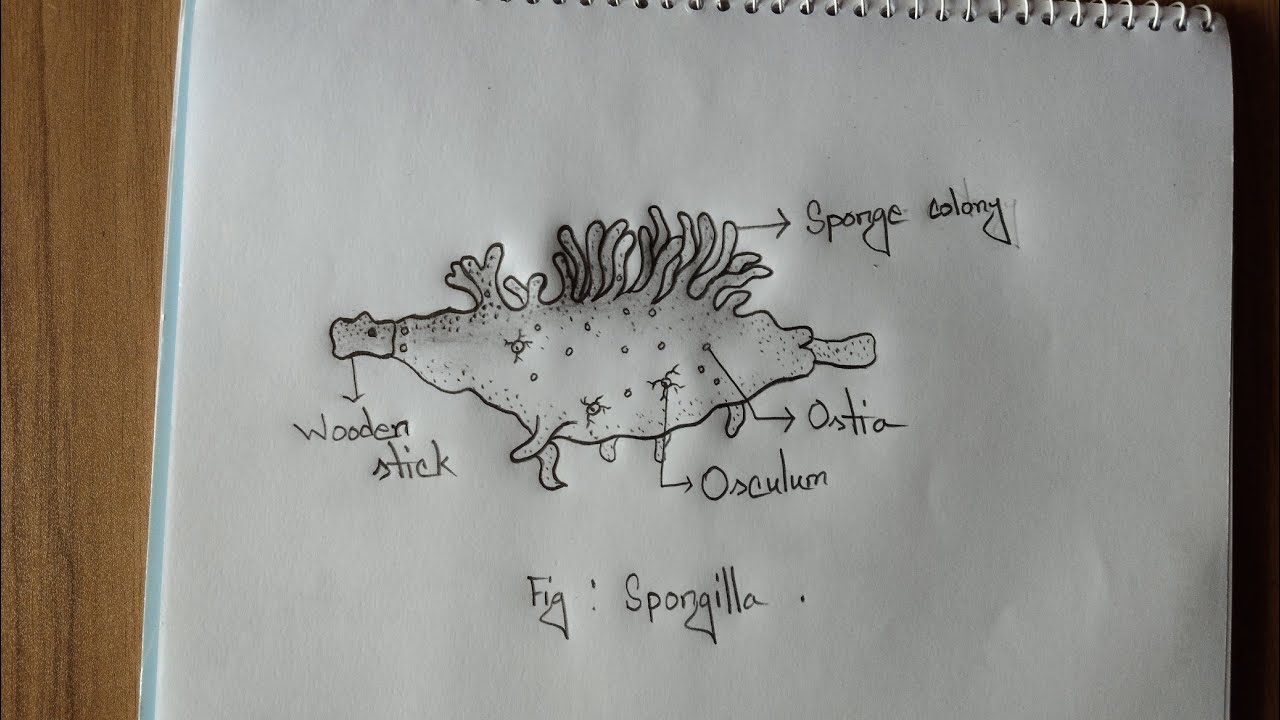 how to draw a spongilla/ spongilla drawing easy/Biology practical/ HSC ...