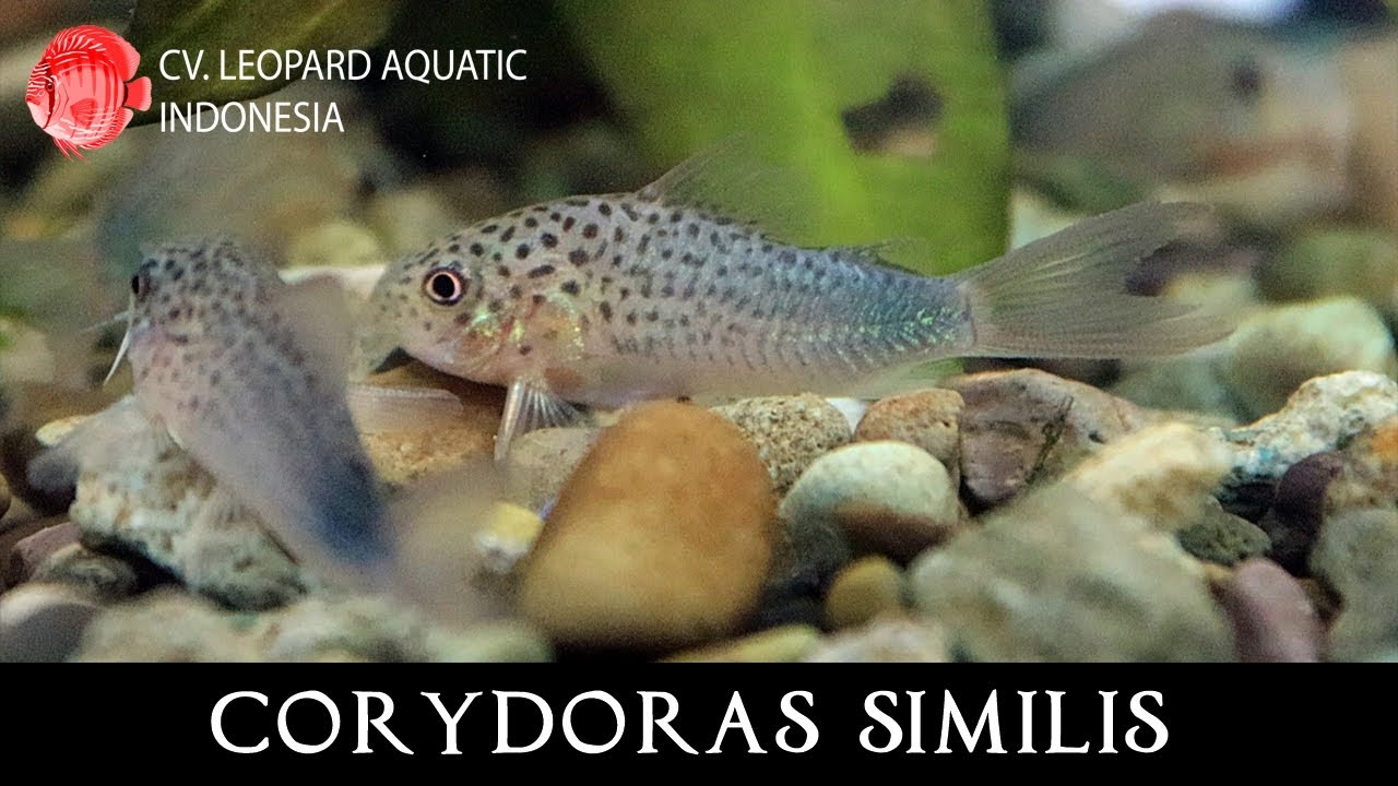 Corydoras similis. The PEACEFUL Smudge Spot Corydoras. (Leopard Aquatic ...