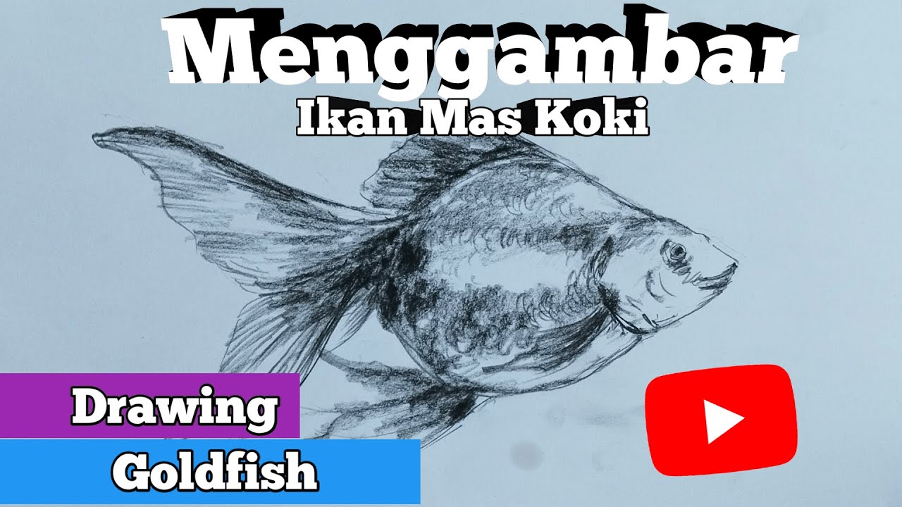 Menggambar Ikan Mas Koki ( Drawing Goldfish ) - YouTube