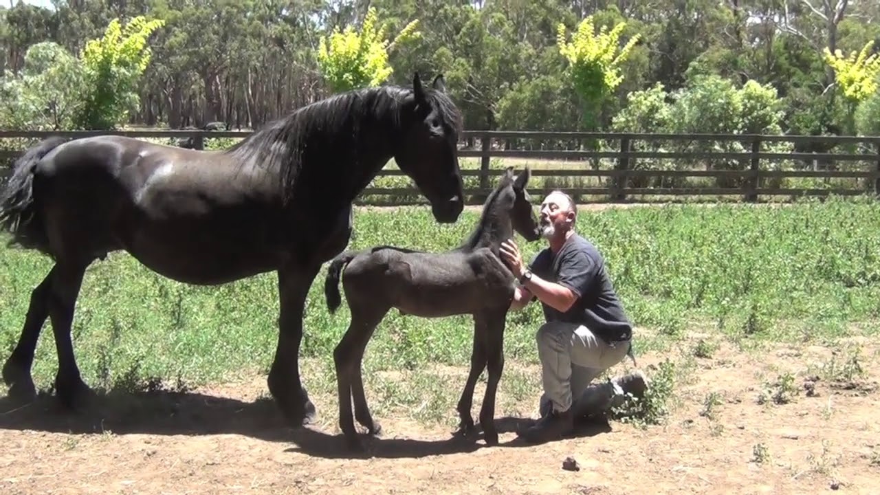 Friesian Horse - Purebred Friesian Colt For Sale - YouTube