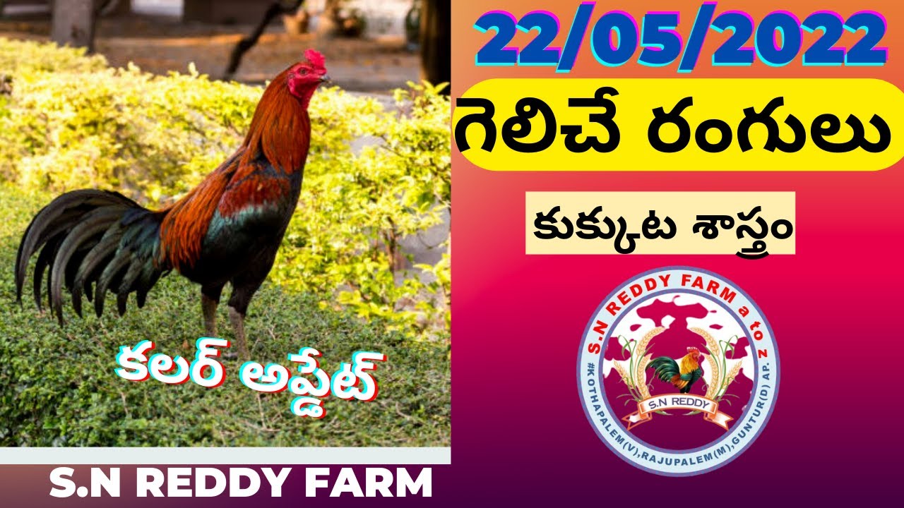 22/05/2022 గెలిచే రంగులు #కుక్కుట శాస్త్రం// Today Colour Date #S.N ...