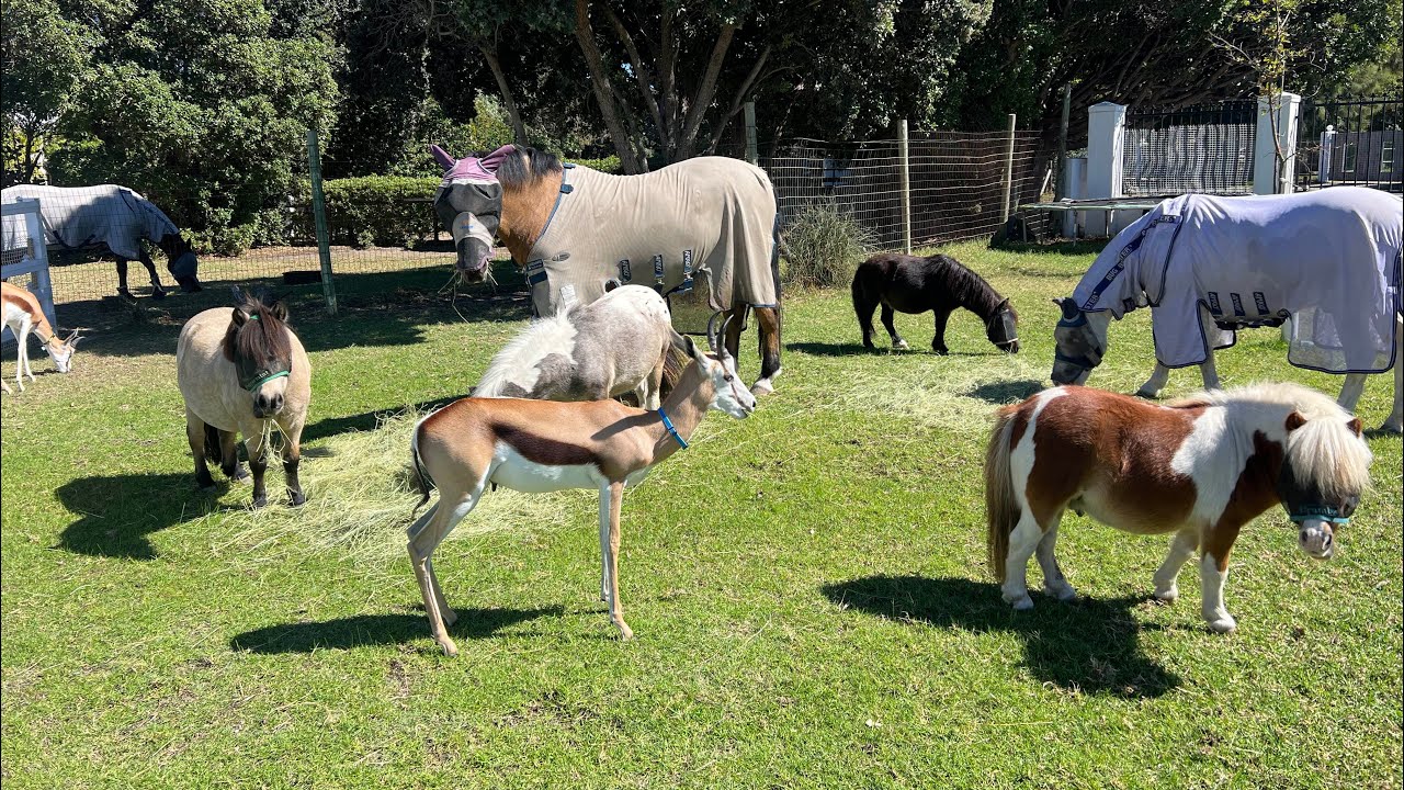 Come look at all my Farm animals 🐴 - YouTube