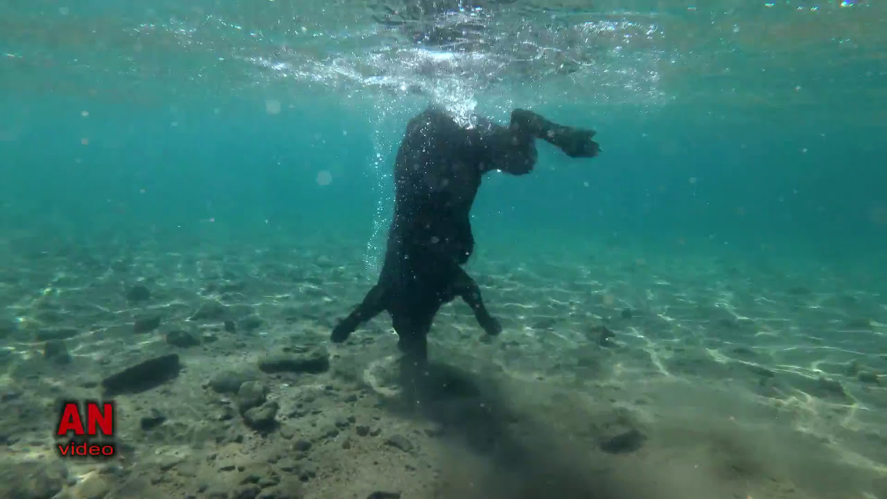 Diving Dog - YouTube