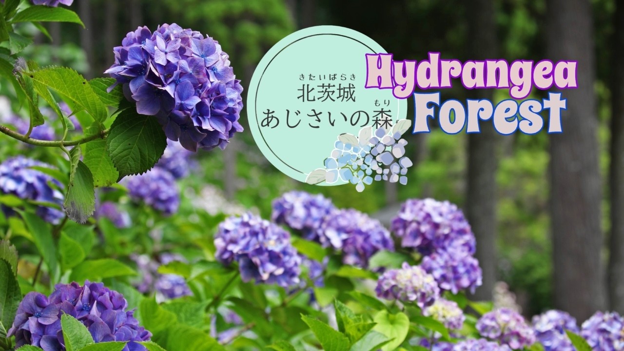 The Magical Hydrangea Forest: One of Japan's Largest Hydrangea Garden ...