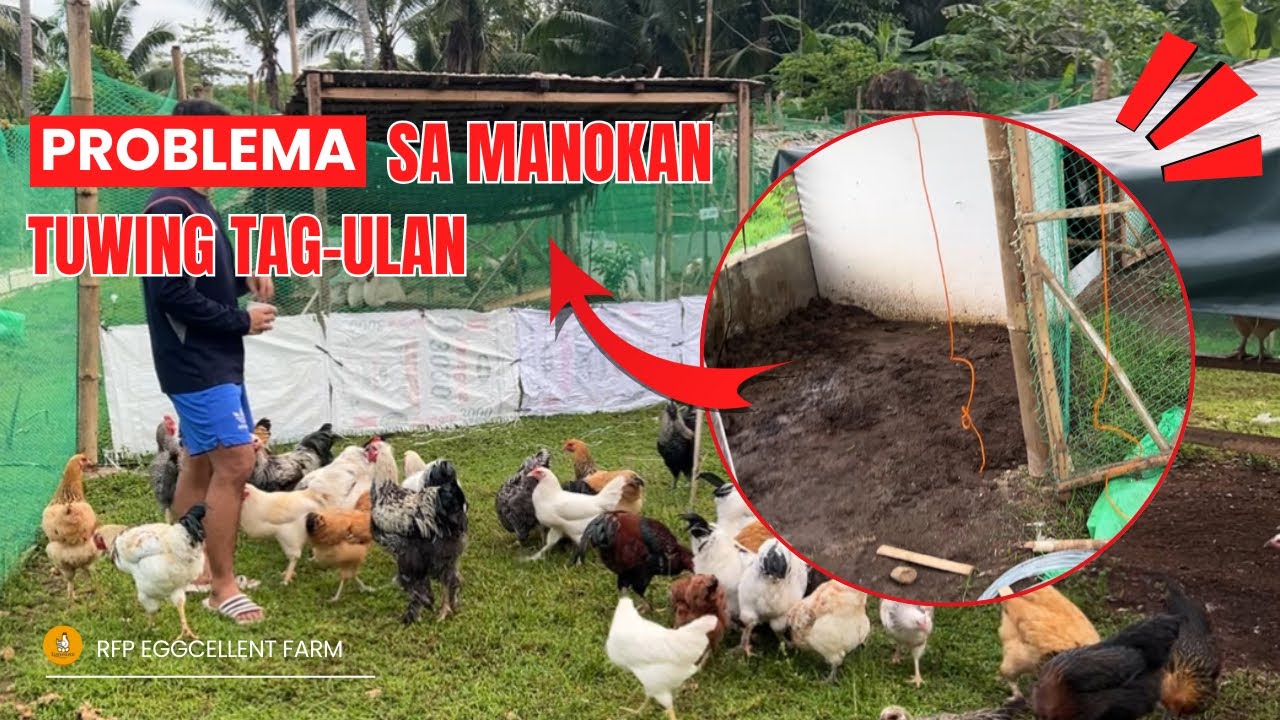 Problema sa manokan tuwing tag-ulan | Free Range Farming - YouTube