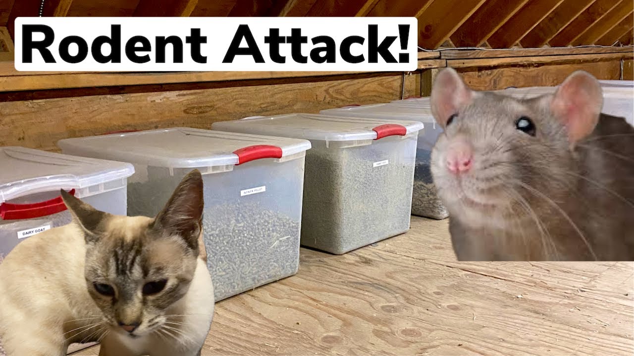 Rodent Proofing Our Grain Room - Organizing Feed - YouTube