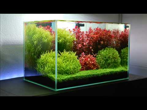 227 Days to Create This Dutch Aquascape