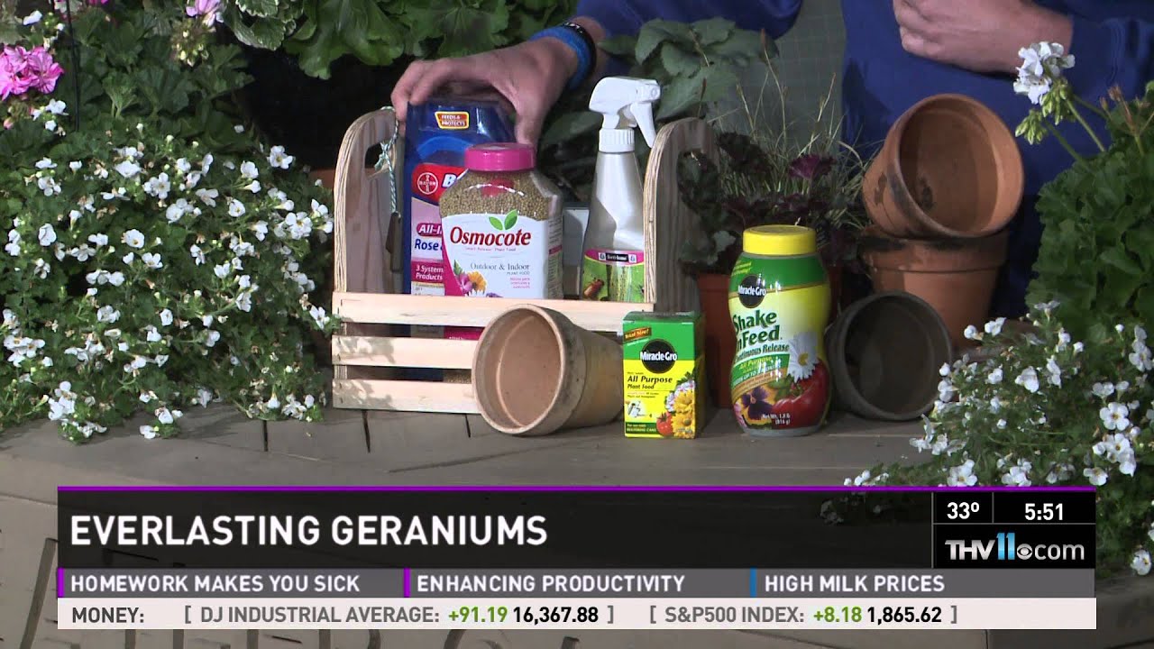 Everlasting Geraniums - YouTube