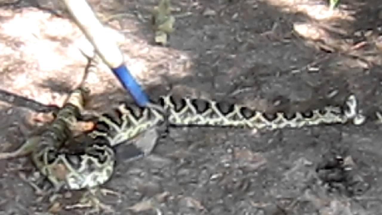 BAD ASSSSSSSSSSSS SNAKE - YouTube