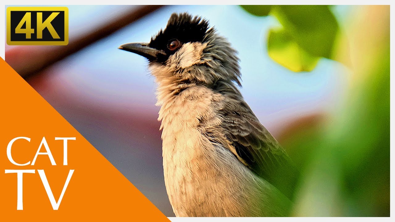 12 Hours of Birds & Nature - Video for Cats ⭐ - Cat TV (NEW) - YouTube