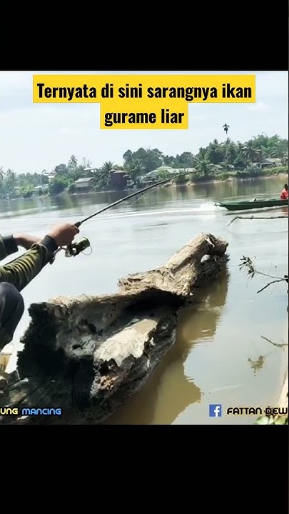 Beginilah akibatnya kalo mancing gurame tepat di sarangnya#shorts - YouTube