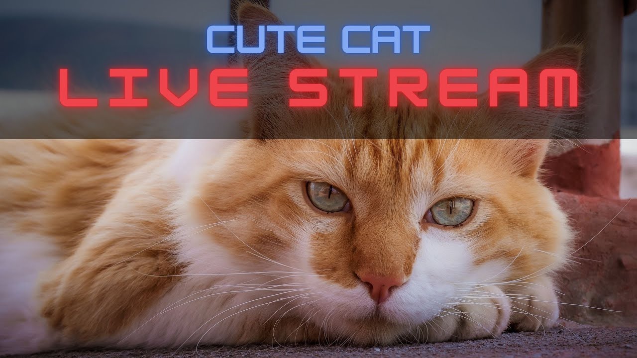 Cute Cate Compilation Live Streaming Part 3 - Cute Cat Cute Cat Momono ...